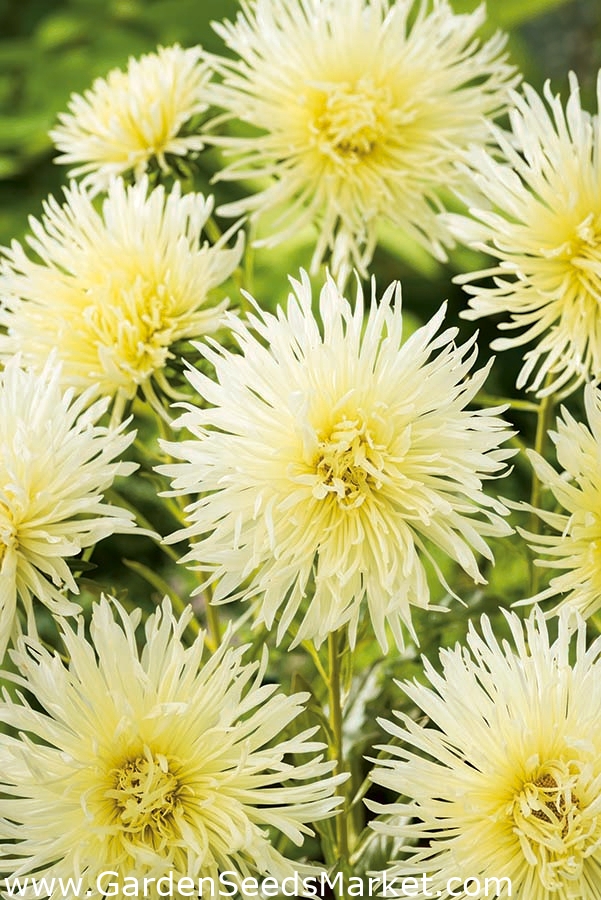 Aster Chinensis - Lemon - Callistephus chinensis - frön – Garden Seeds ...