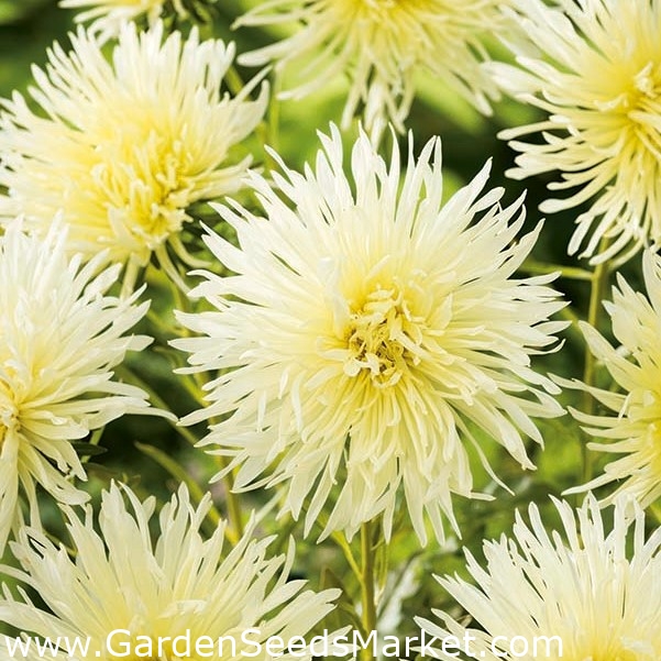 Needle-petal aster "Lemon" - creamy white – Garden Seeds Market | Free ...