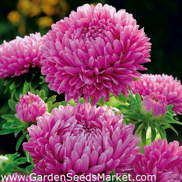 Dwarf aster "Hordelin" - pale pink - 450 seeds – Garden Seeds Market ...