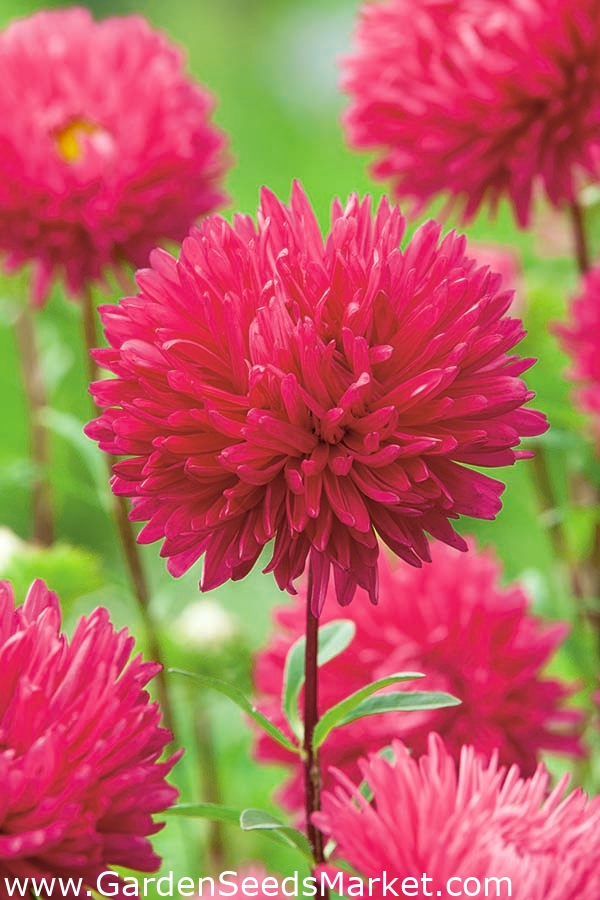 Peony-flowered aster "Magdalena" - pink-crimson - 360 biji - Callistephus chinensis - benih ...
