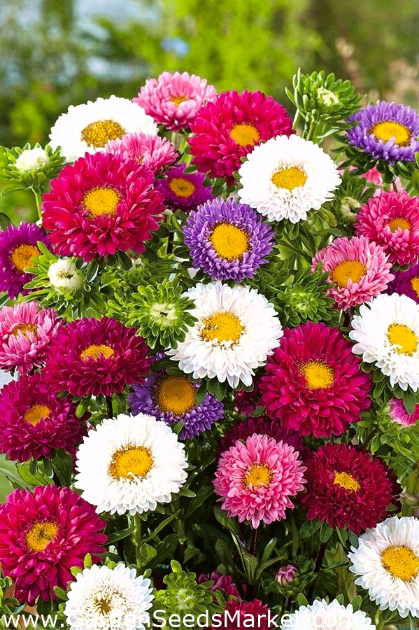 Semi-double aster "Spark" - variety mix - 360 seeds – Garden Seeds ...