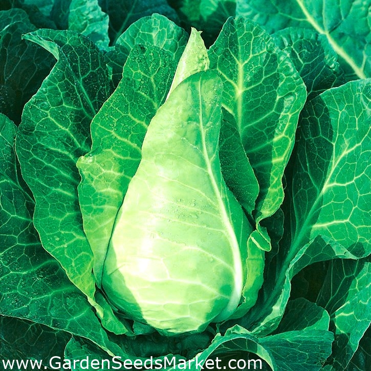 White head cabbage "Filderkraut" - conical – Garden Seeds Market | Free ...
