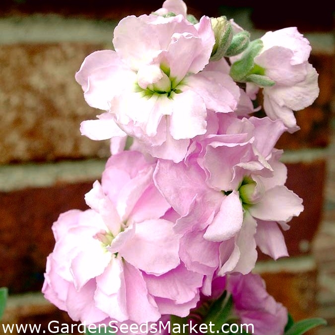 Hoary stock "Varsovia Mela" - white-pink; gilly flower – Garden Seeds ...