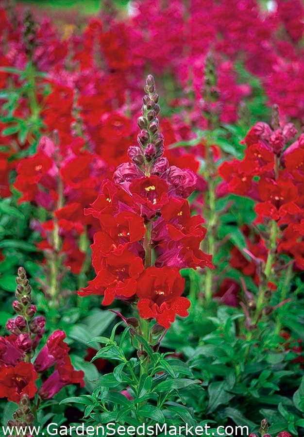 Tall snapdragon - red – Garden Seeds Market | Free shipping
