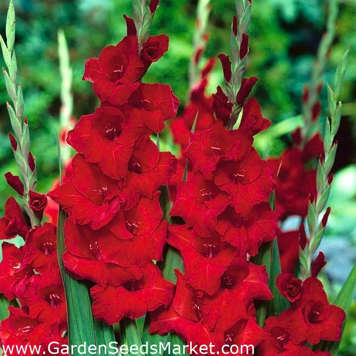Gladiolen Rote Zwiebeln XXL - XXXL Packung 250 Stk - – Garden Seeds ...