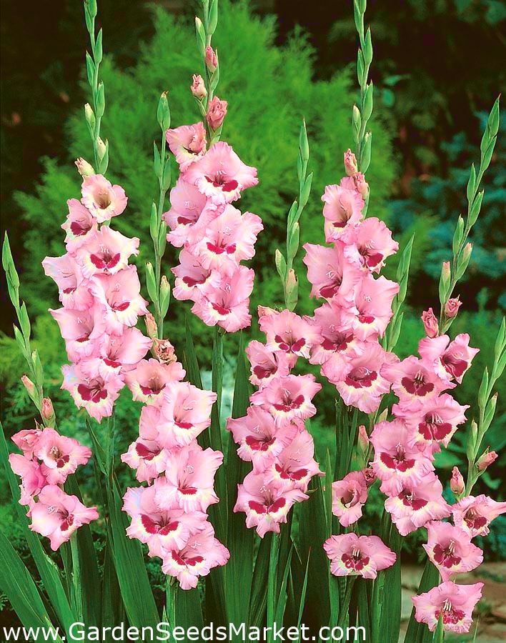 Gladiolus Wine & Roses - 5 bulbs – Garden Seeds Market | Free shipping