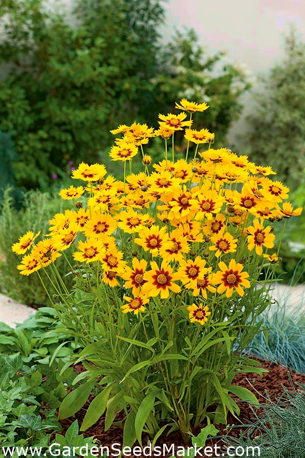Plains coreopsis; garden tickseed, golden tickseed, calliopsis – Garden ...