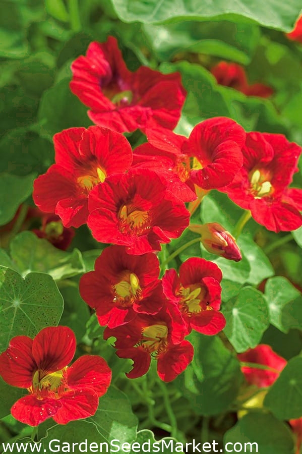 Grande Capucine - Scharlachglanz - Rouge - Tropaeolum majus - graines ...