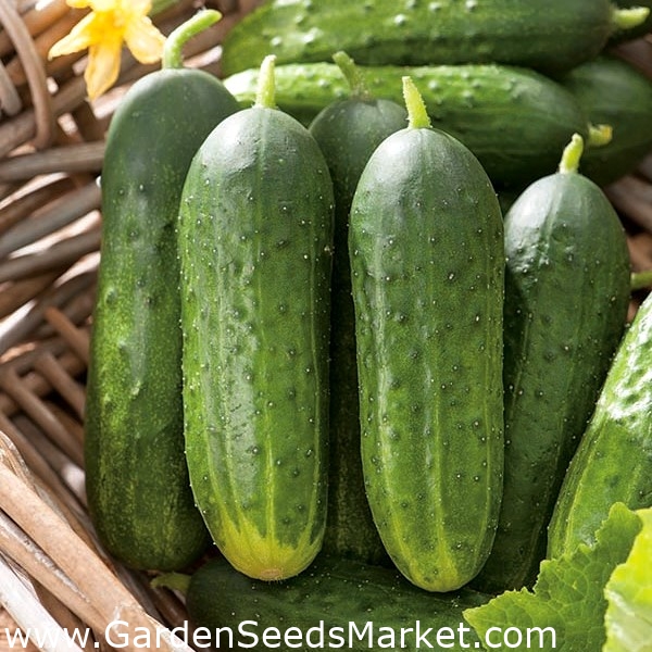 Cucumber "Aston F1" - parthenocarpic variety for cultivation under ...