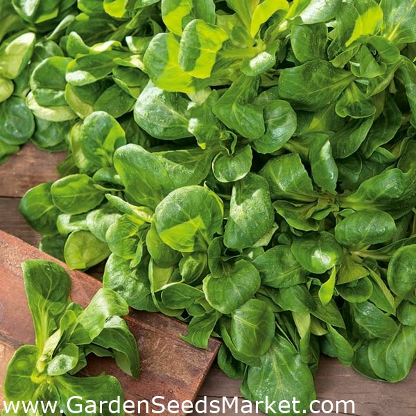 Corn salad - set of seeds of 4 vegetable plants' varieties; common ...