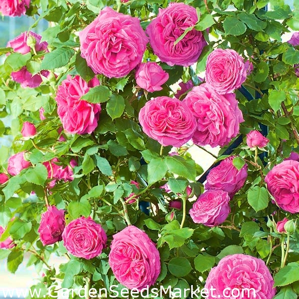 Climbing rose - pink - potted seedling – Garden Seeds Market | Free ...