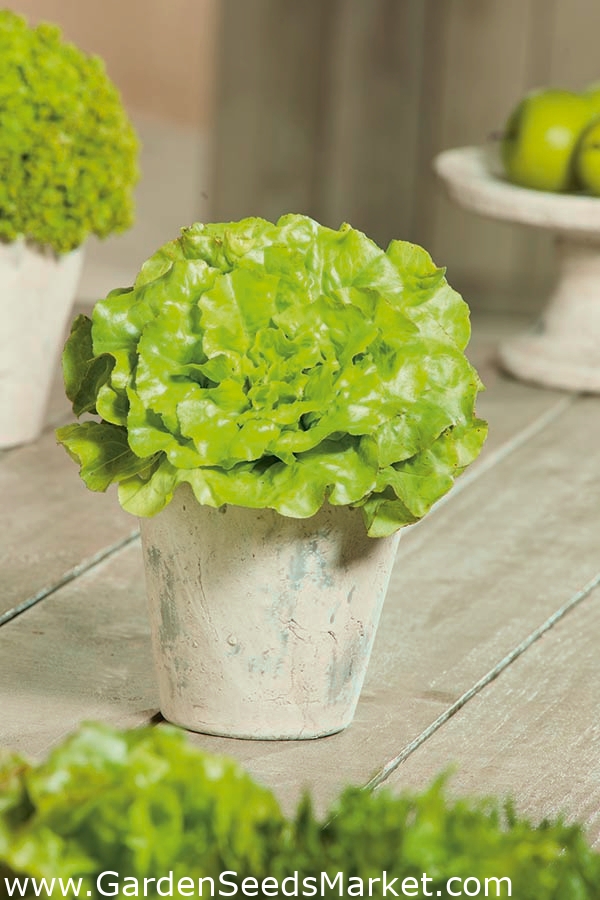 Mini Garden - Selada untuk daun potong - hijau, varietas berdaun halus ...