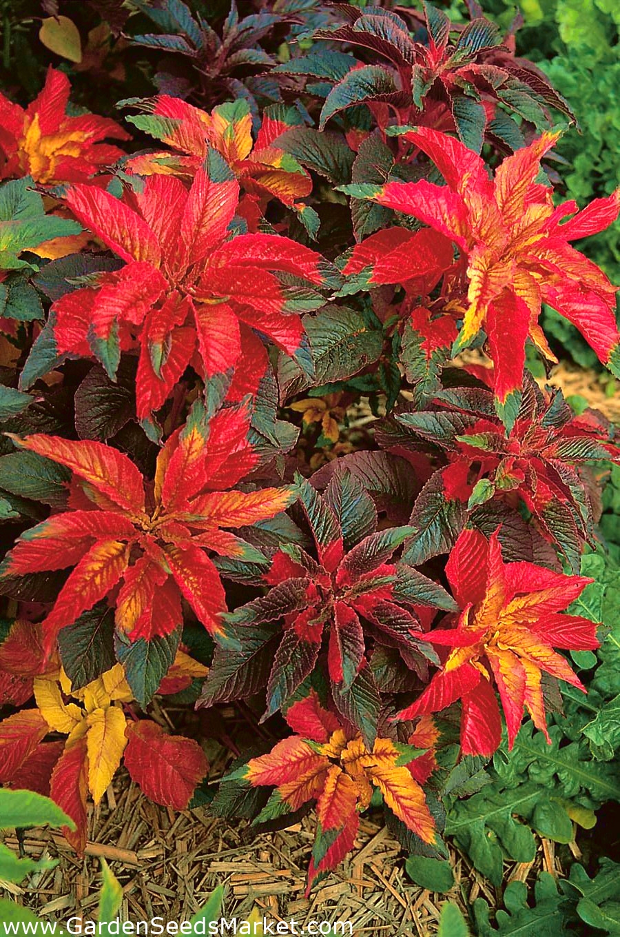 Edible amaranth "Molten Fire" - brown-red; elephant-head amaranth - 459 ...
