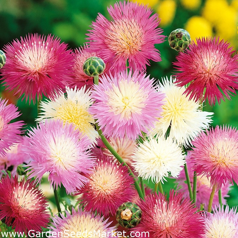 Cornflower and cockscomb seeds - selection of 4 varieties – Garden ...