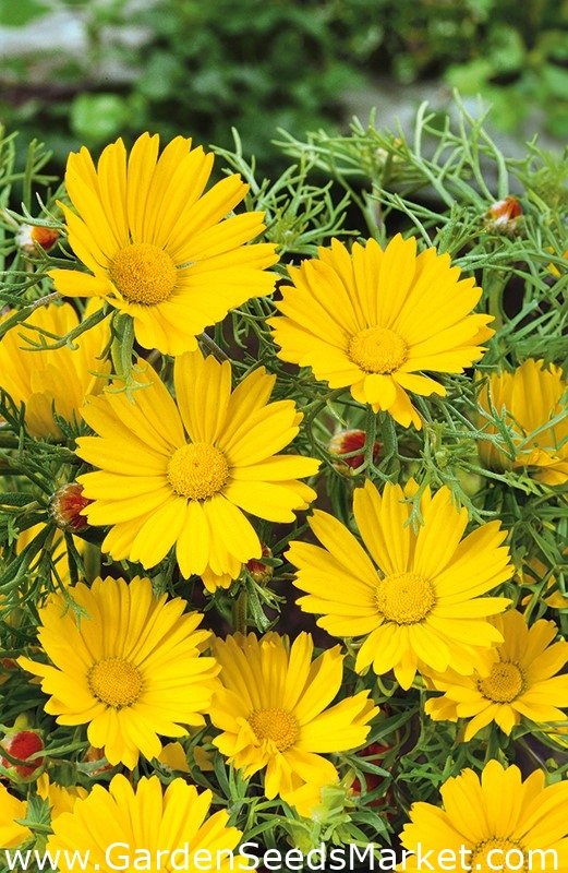 Helenion, AstblumeSamen - Cladanthus arabicus - 320 Samen – Garden ...