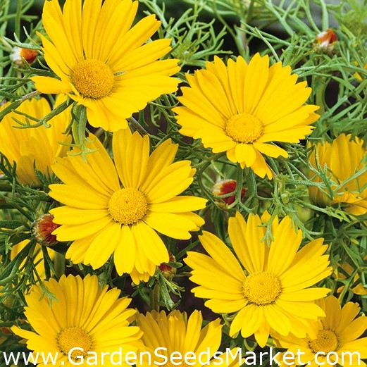 Helenion, AstblumeSamen - Cladanthus arabicus - 320 Samen – Garden ...