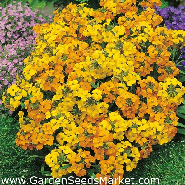 Erysimum store