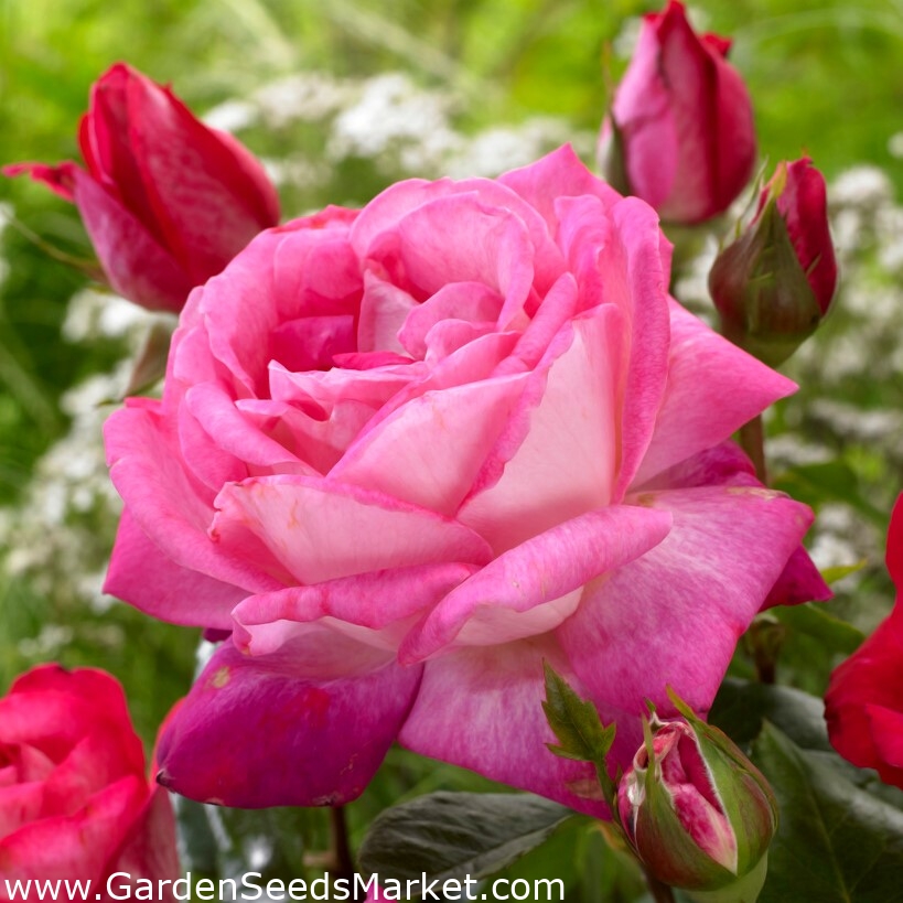 Rosa de flor grande - borda branca rosa - mudas em vasos - – Garden ...