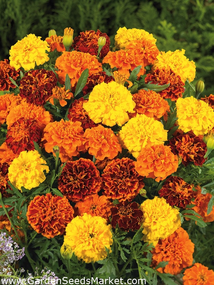 French marigold - variety selection - 350 seeds – Garden Seeds Market ...