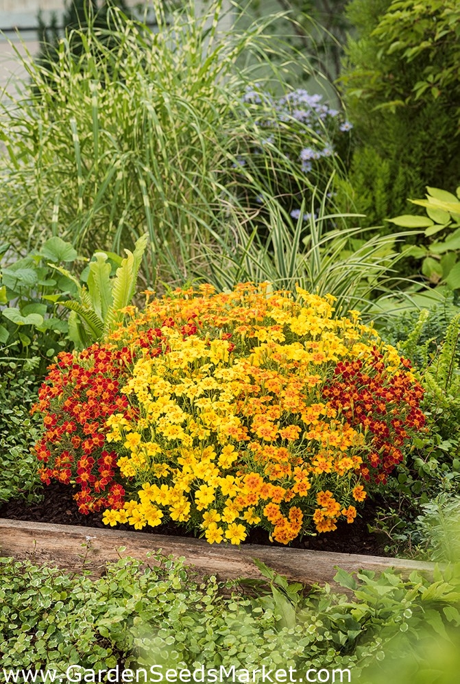 Signet Marigold - Mixed - Tagetes tenuifolia - Hardy and Long-Lasting ...