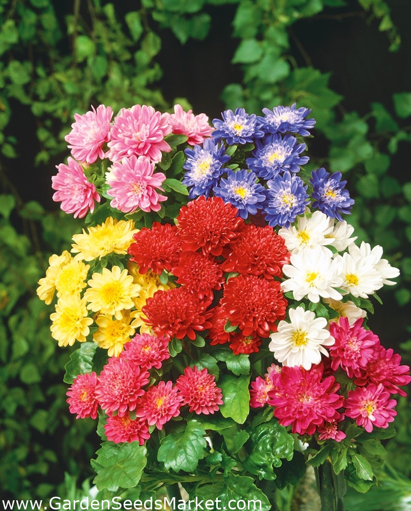 Dwarf Aster - Pinocchio - Callistephus chinensis - Perfect for Edgings ...