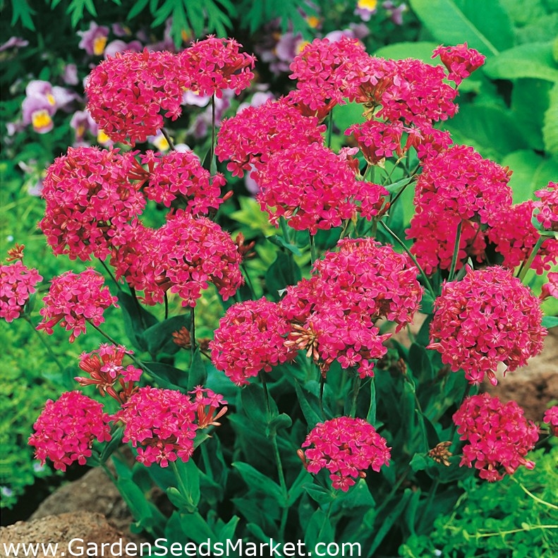 Sweet William Catchfly, Sweet-William campion - 3500 seeds – Garden ...