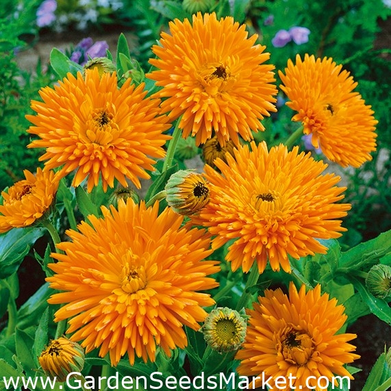 Pot marigold - Radio - Calendula officinalis - Vivid Orange Blooms for ...