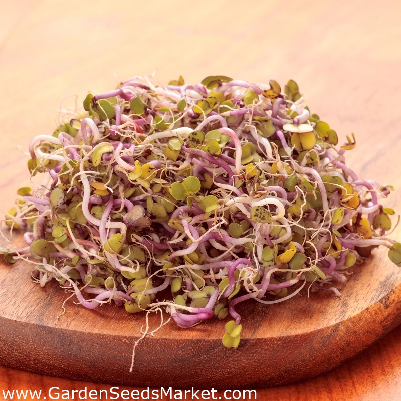 Semillas germinadas - Rábano CHINA ROSE - 100 g - – Garden Seeds Market ...