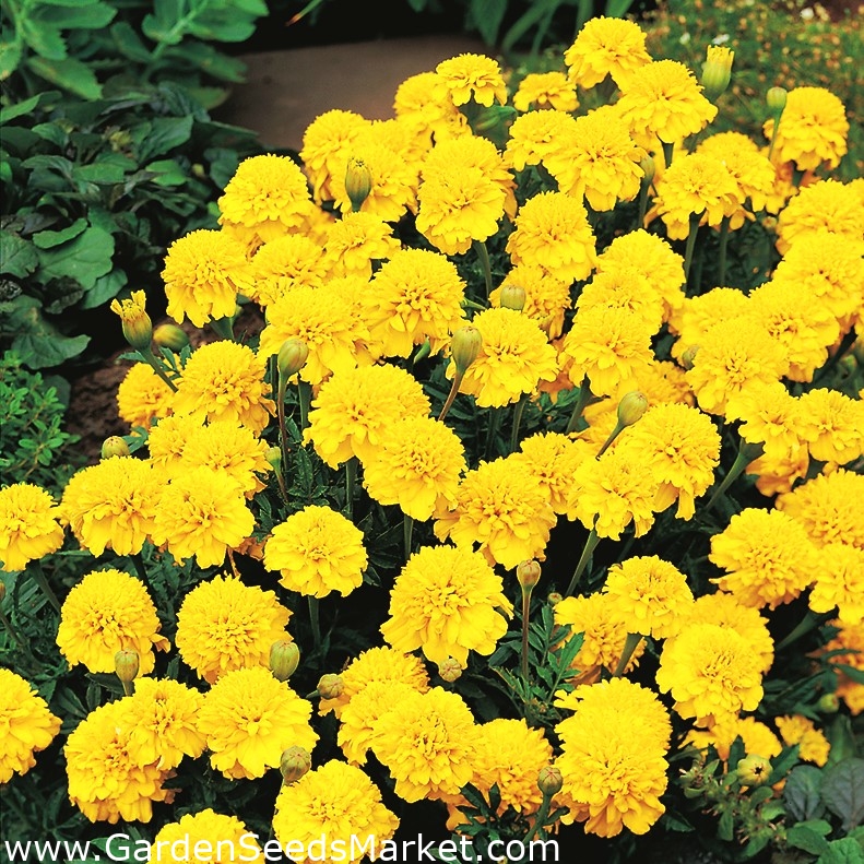 French Marigold - Boy Yellow - Tagetes patula - Compact Lemon-Hued ...