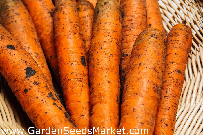 Carrot "Nantaise 2" - medium early - SEED TAPE – Garden Seeds Market ...