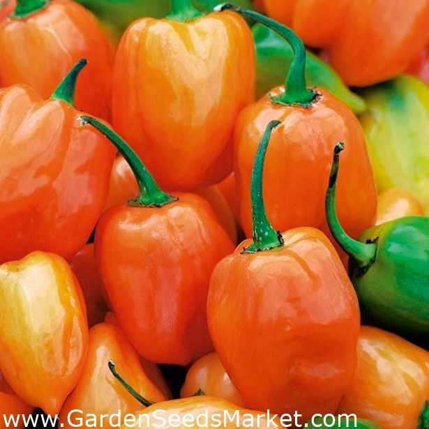 Chilli pepper "Habanero Orange" - hot, orange variety – Garden Seeds ...