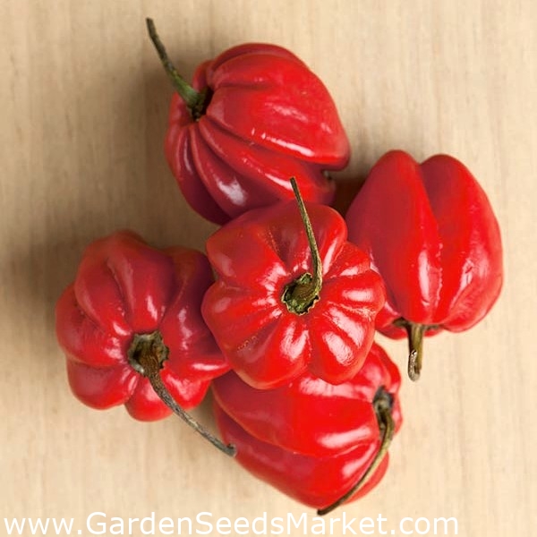 Cabe rawit "Habanero Red" - varietas panas dan merah - – Garden Seeds ...