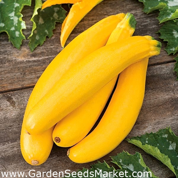小胡瓜“ Bananowy Song F1”-一种产生黄色果实的品种；夏南瓜 - – Garden Seeds Market | 免费送货