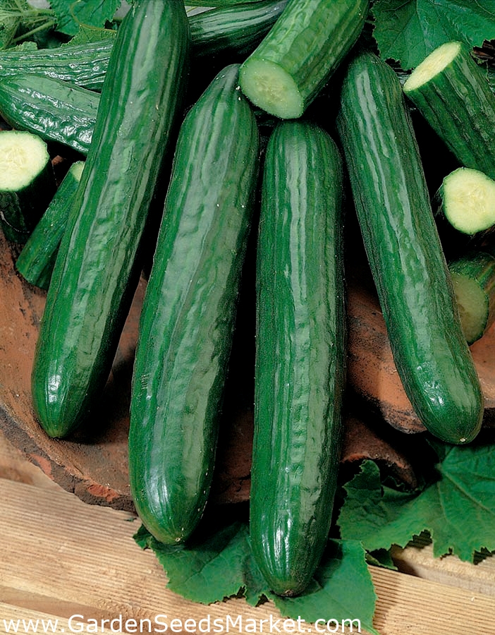 Almindelig Agurk - Orion F1 - drivhus - 35 frø - Cucumis sativus ...