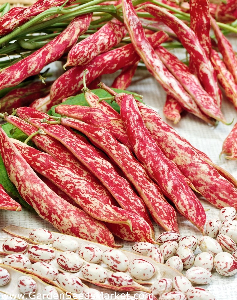 Dwarf Bean - Borlotto lingua di fuoco nano - Early Harvest, Unique ...