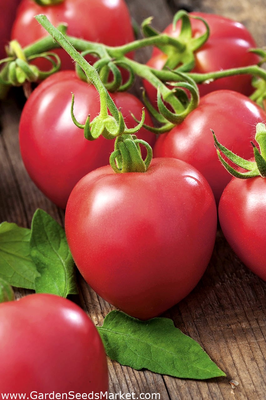 Raspberry tomato "Vintage" - no rippling – Garden Seeds Market | Free ...