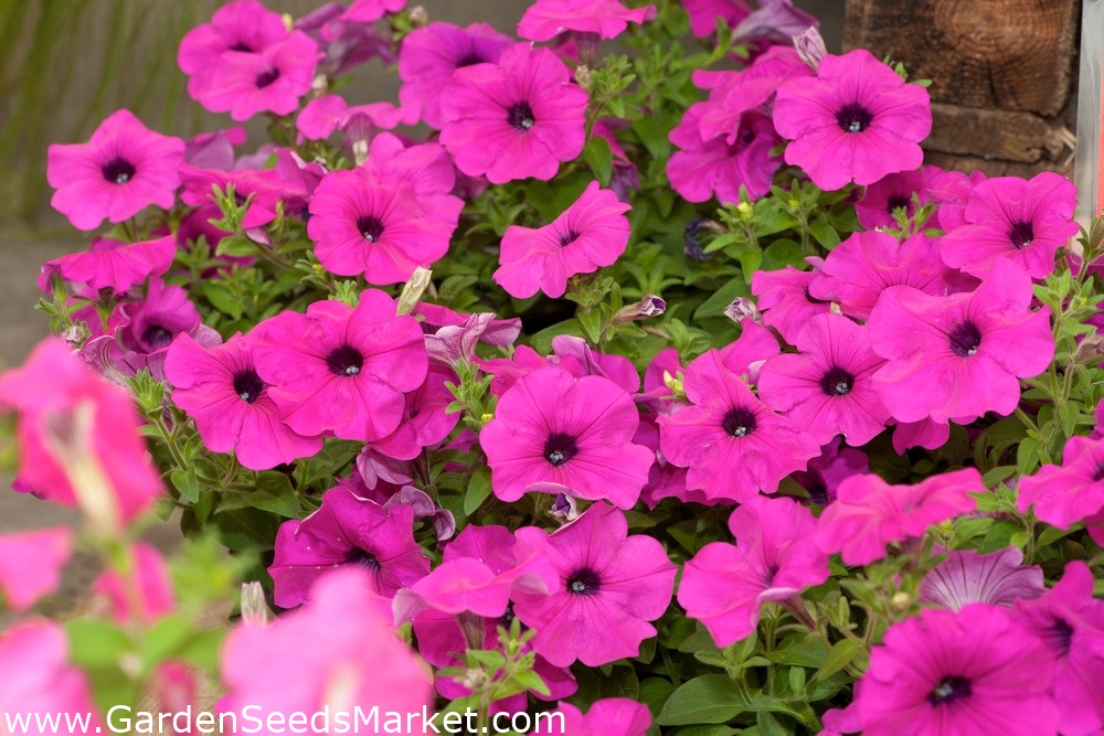 Pétunia - Cascada - rose - 160 graines - Pétunia x hybrida pendula ...