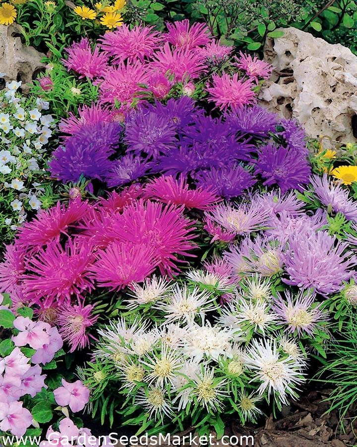 Chinese dwarf aster "Teisa Stars" - 150 seeds – Garden Seeds Market ...