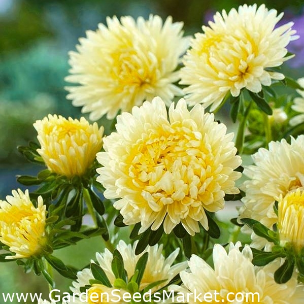 Dwarf aster "Ksantypa" - yellow – Garden Seeds Market | Free shipping