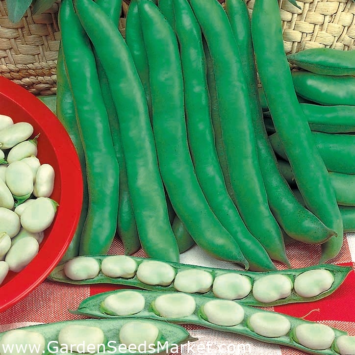 Broad bean "Bonus" - medium-early variety – Garden Seeds Market | Free ...