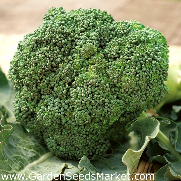 Brokolis - Wiarus - 300 sėklos - Brassica oleracea L. var. italica ...