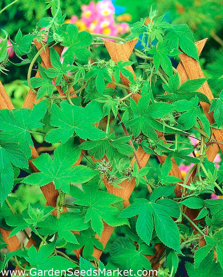 Japanese Hop Seeds - Humulus japonicus - 20 เมล็ด – Garden Seeds Market ...