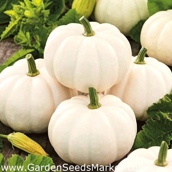 Pumpkin Baby Boo seeds - Cucurbita Pepo - 33 seeds – Garden Seeds ...