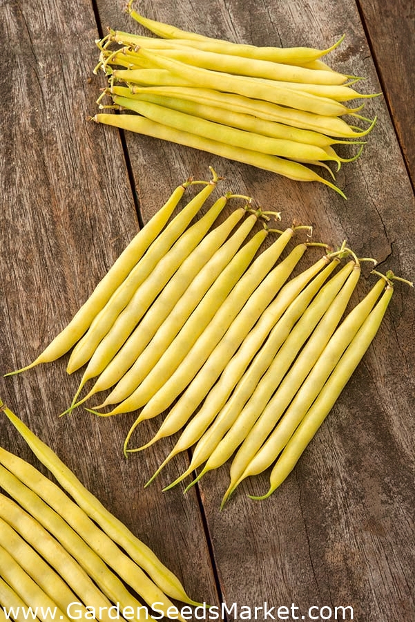 Pole yellow French bean "Ramdor" – Garden Seeds Market | Free shipping