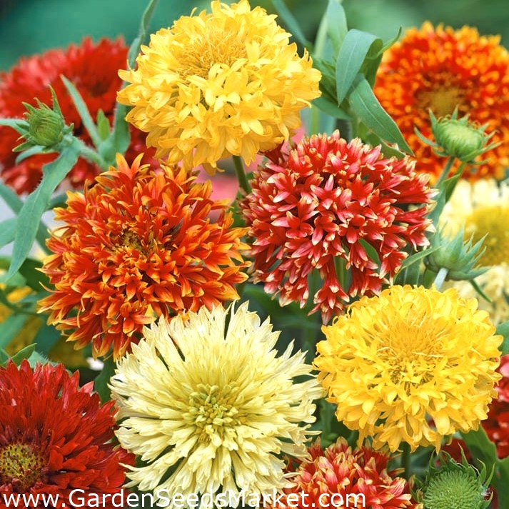 Firewheel Flower Seeds | Best Flower Site