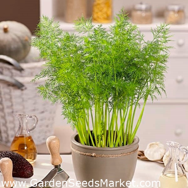 Dwarf Dill seeds - Anethum graveolens - 840 seeds – Garden Seeds Market ...