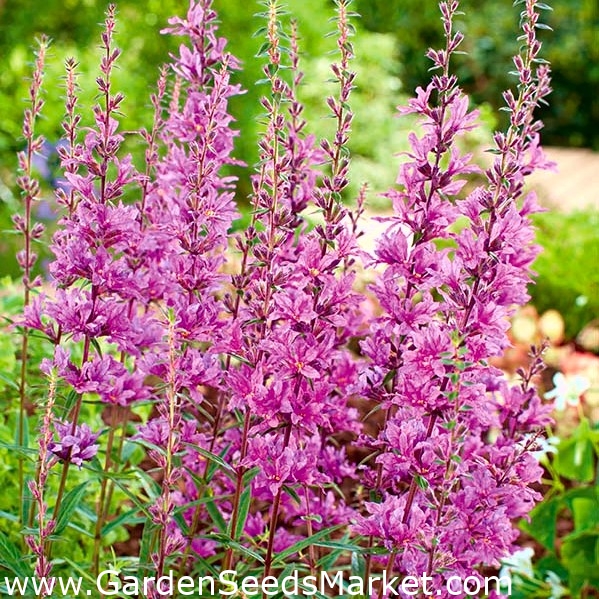 Purple loosestrife, spiked loosestrife, purple lythrum - 11500 seeds ...