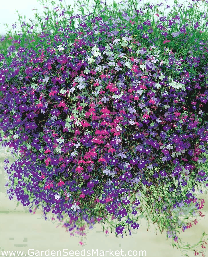 Trailing Lobelia Cascade Mix seeds - Lobelia erinus var.pendula - 3200 ...