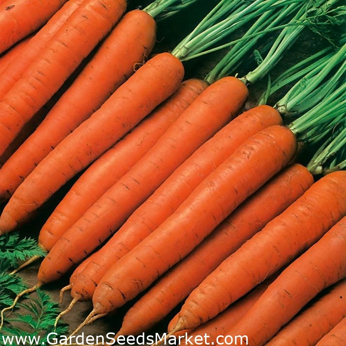 바이오 당근 "Nantaise 2"-인증 된 유기농 씨앗 - – Garden Seeds Market | 무료 배송
