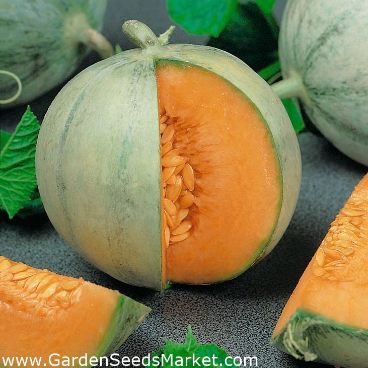 Melon - Charentais - 60 graines - Cucumis melo L. – Garden Seeds Market ...